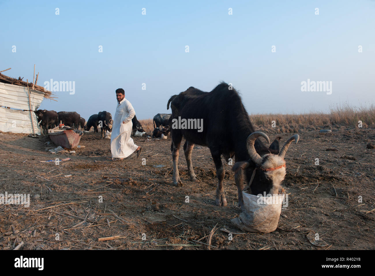 Buffalo Farming in the Marshes of Southern Iraq Stock Photo - Alamy