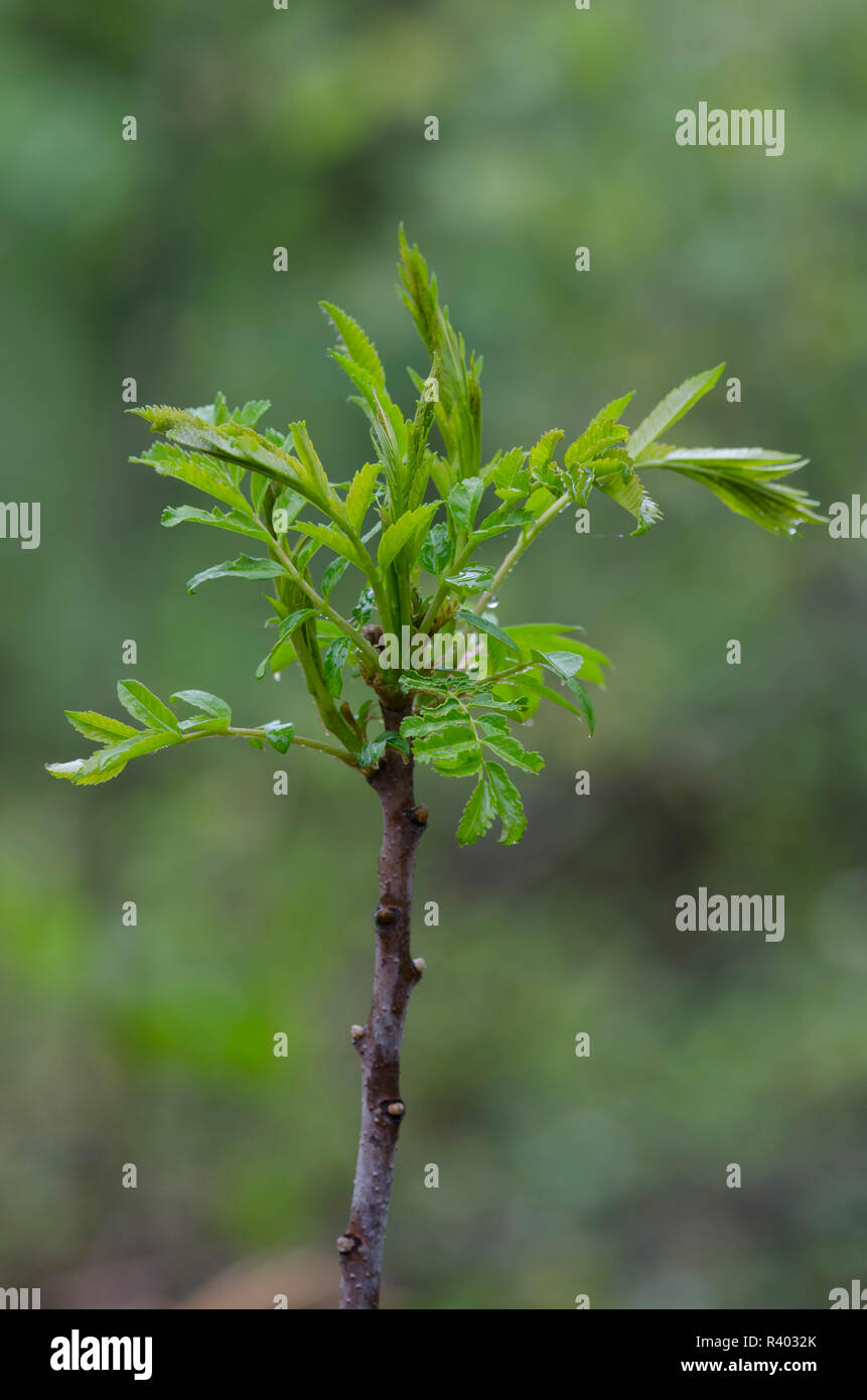 Smooth Sumac, Rhus glabra, leaves emerging in spring Stock Photo - Alamy