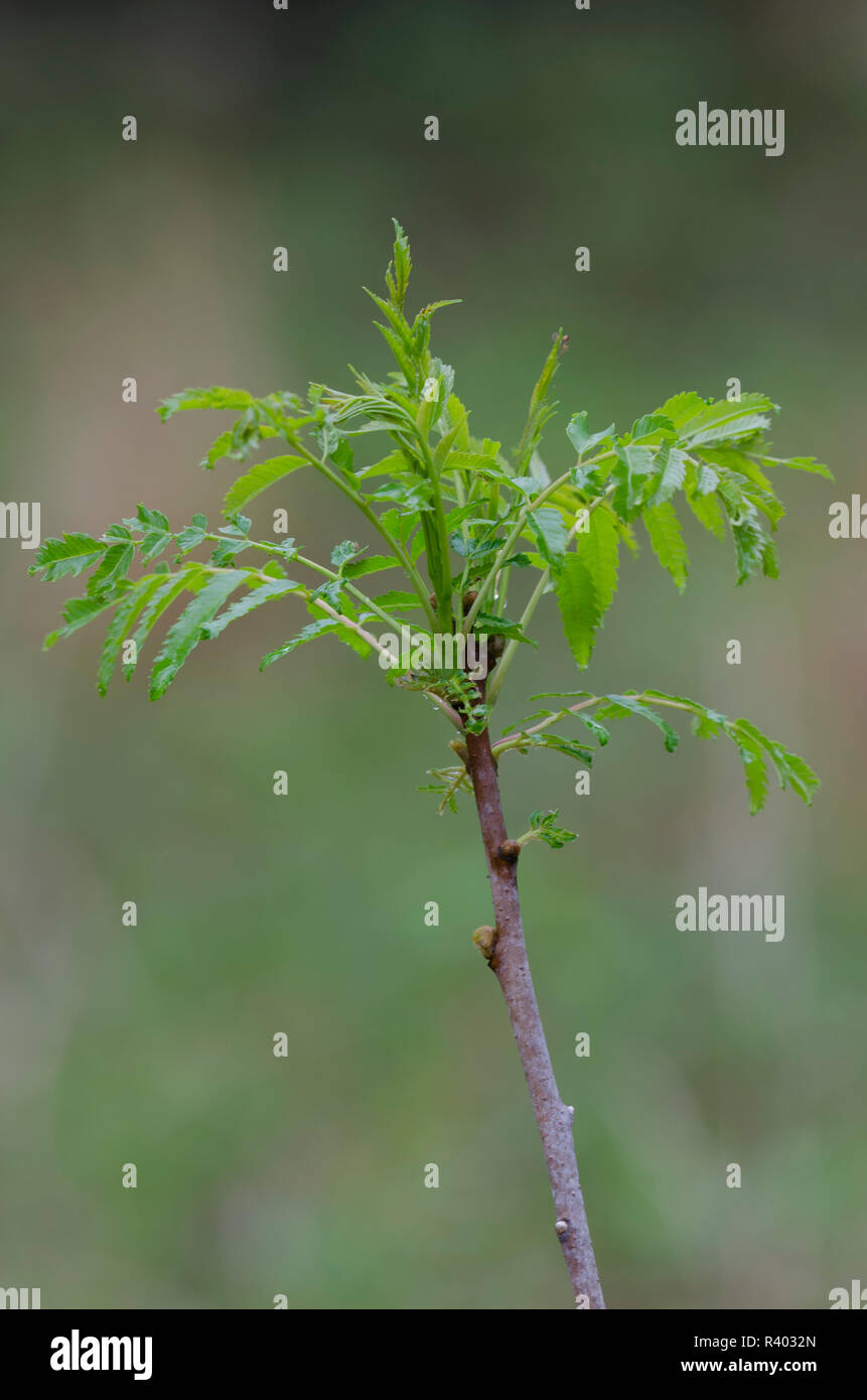 Sumac leaves hi-res stock photography and images - Alamy