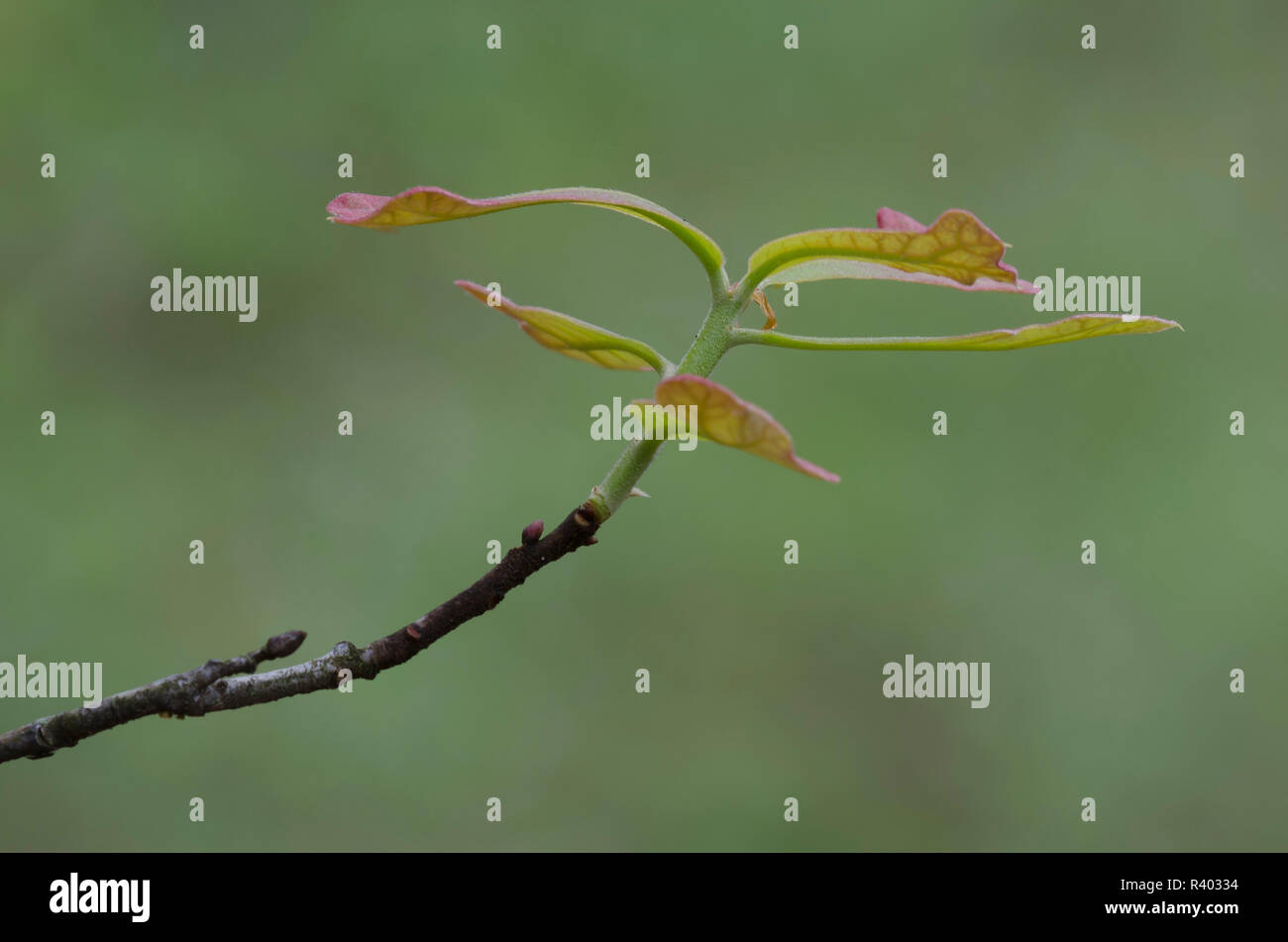 Quercus marilandica hi-res stock photography and images - Alamy