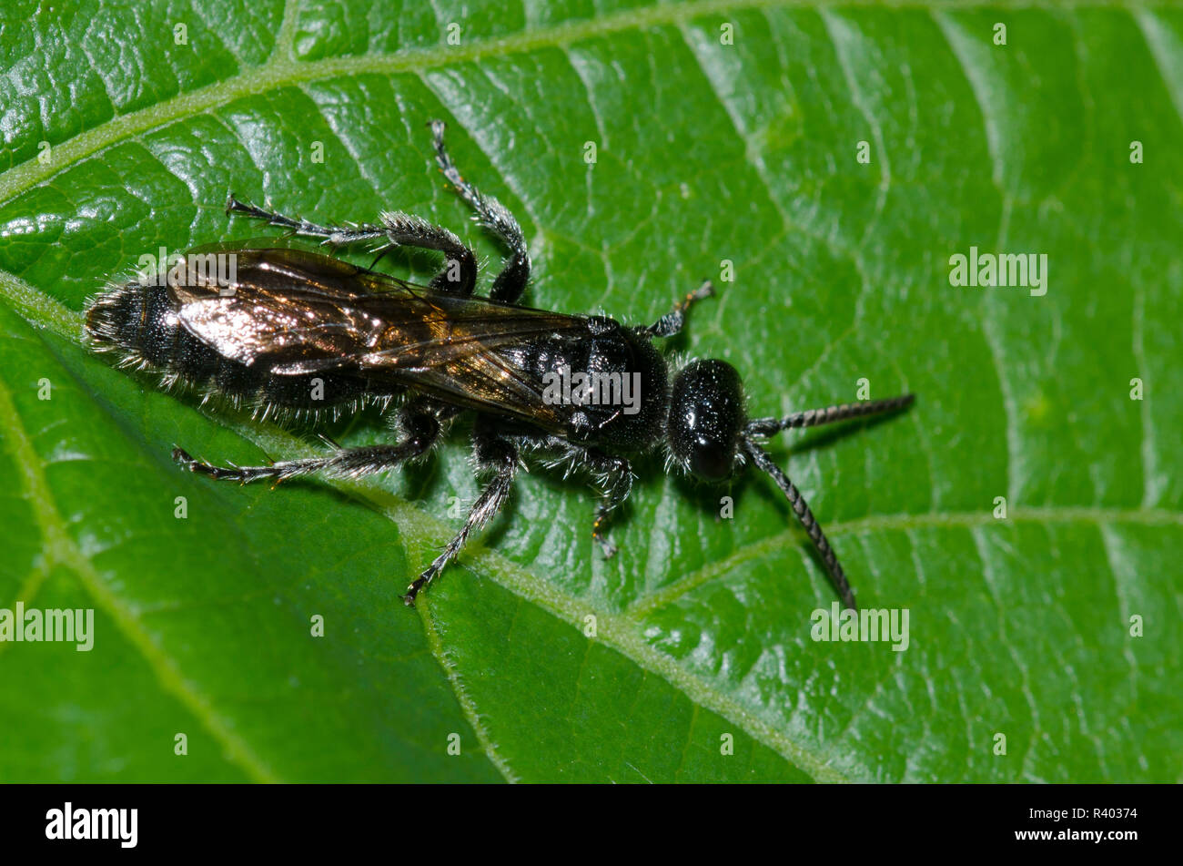 Tiphiid Wasp, Tiphia sp Stock Photo - Alamy