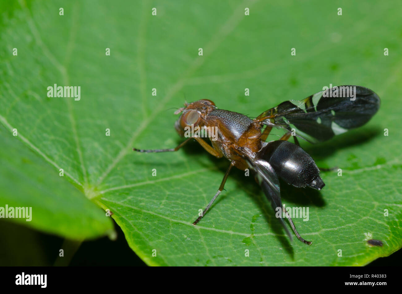 Fly picture hi-res stock photography and images - Alamy
