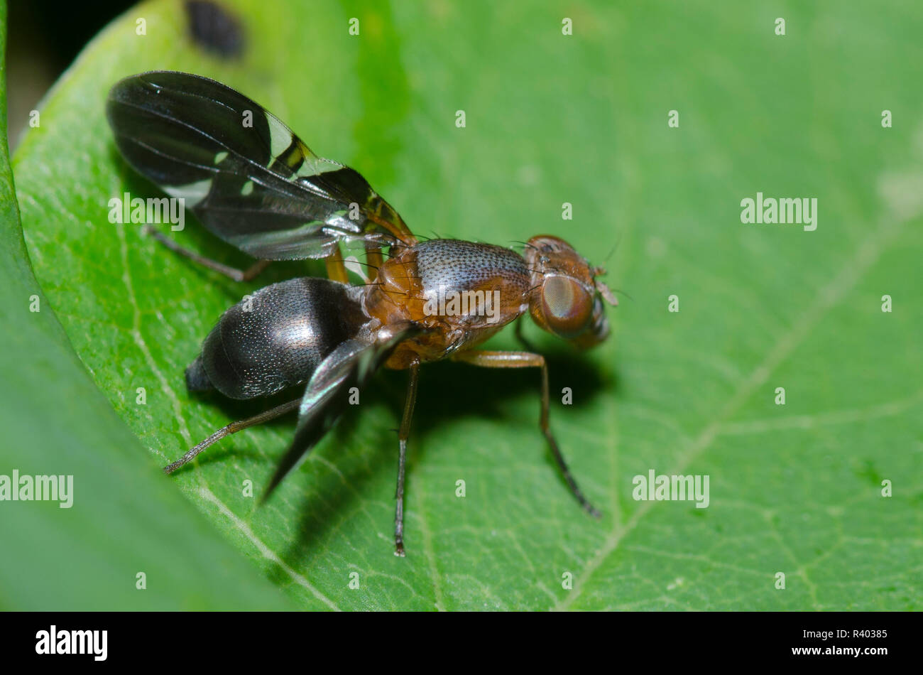 Picture-winged Fly, Delphinia picta Stock Photo - Alamy