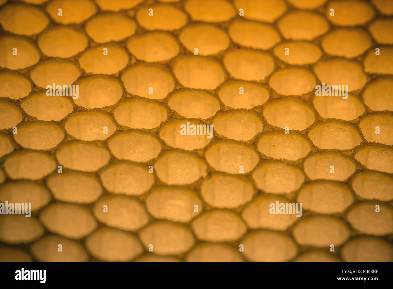 Honeycomb structure wasp nest hi-res stock photography and images - Alamy