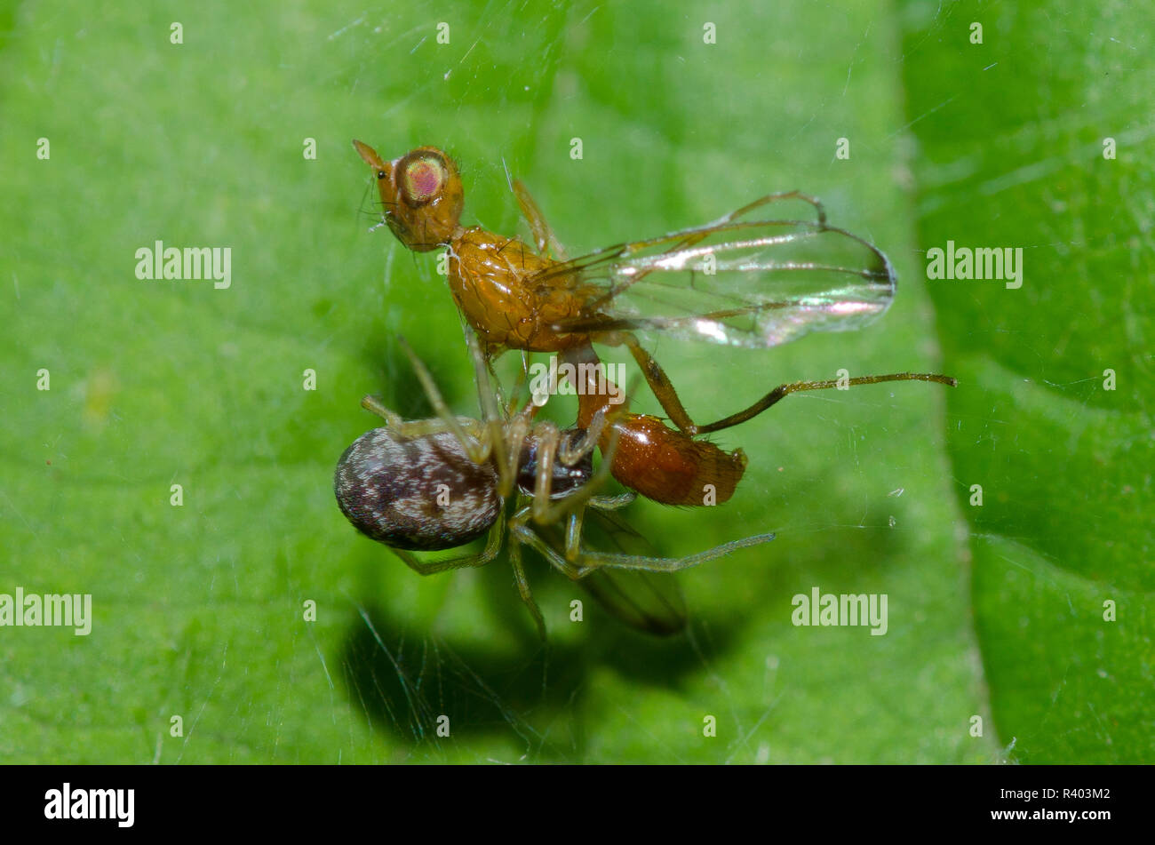 Meshweb spider hi-res stock photography and images - Alamy