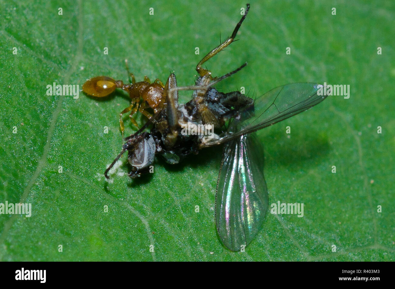 Temnothorax ambiguus hi-res stock photography and images - Alamy