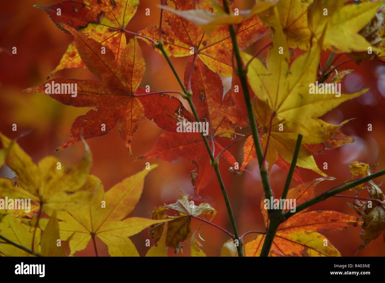 Tree autumn leaves close hi-res stock photography and images - Alamy