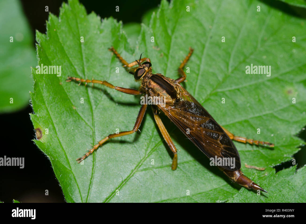 Robber Fly, Asilus sericeus, female Stock Photo - Alamy