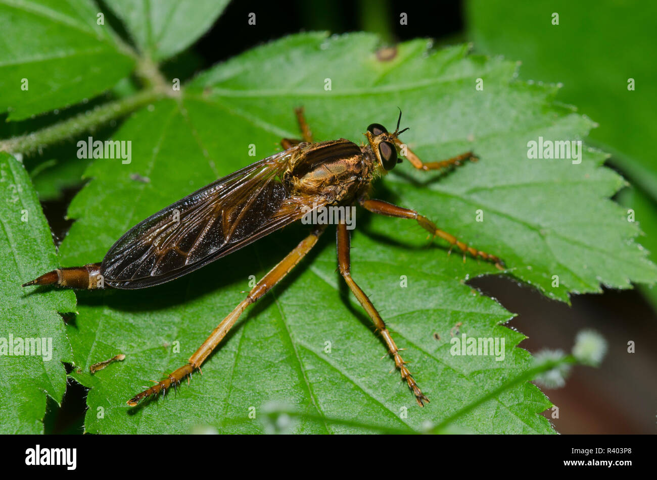 Robber Fly, Asilus sericeus, female Stock Photo - Alamy