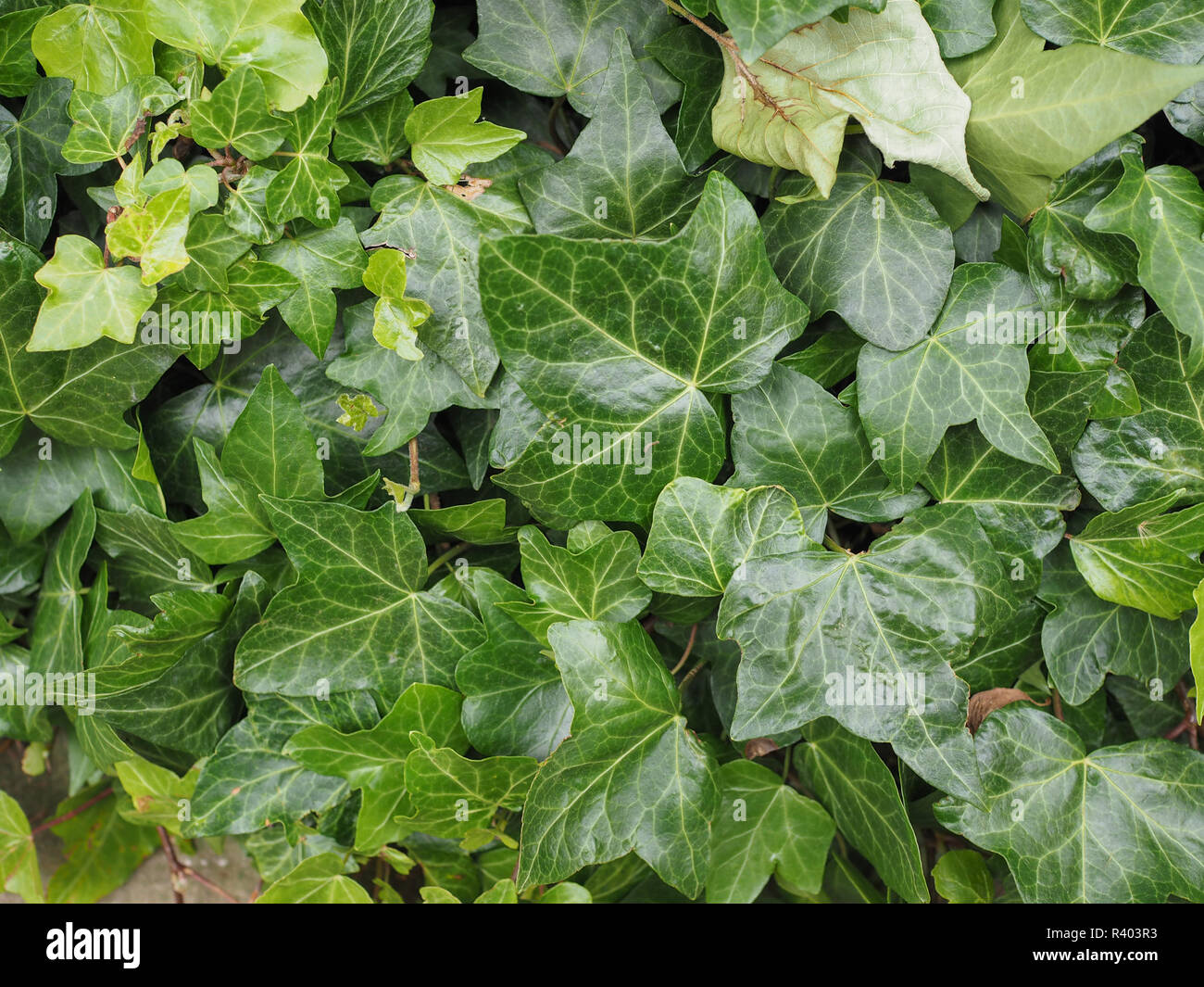 Green ivy background Stock Photo - Alamy