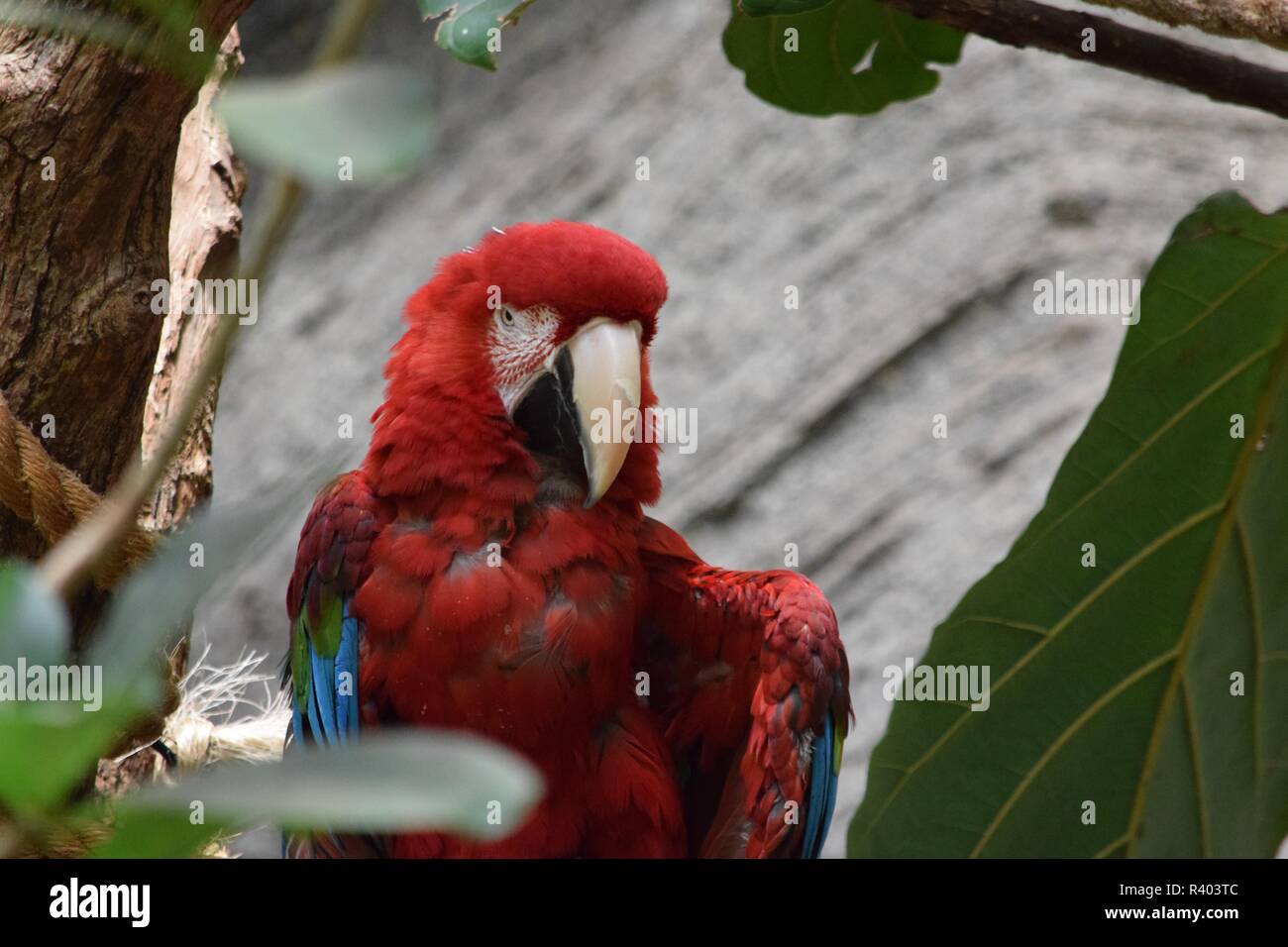 Red Macaw Portrait from a Distance at the Zoo Stock Photo - Alamy