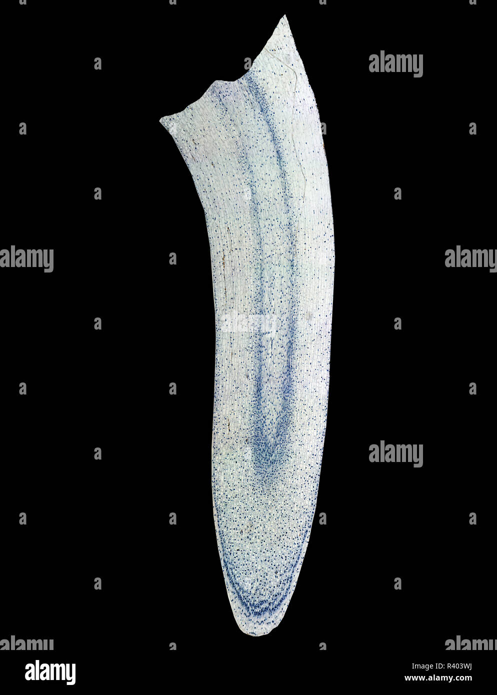 Plant root cross section microscope hi-res stock photography and images ...
