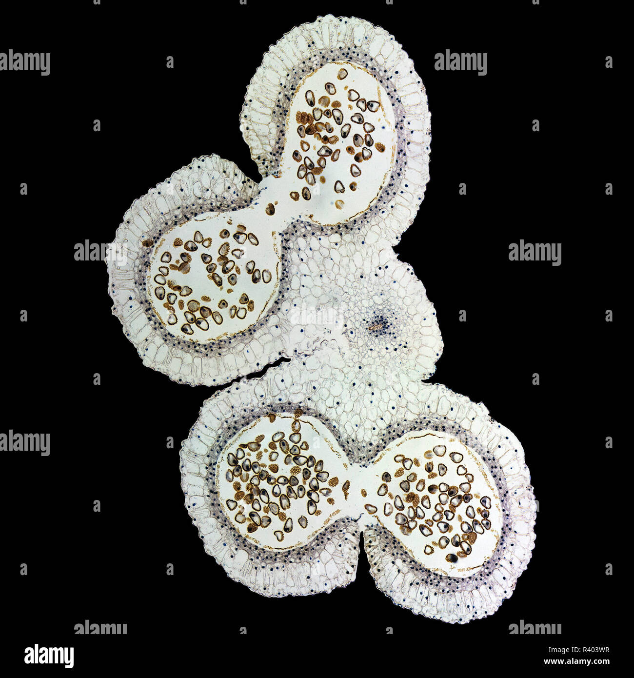 Lily anther cells hi-res stock photography and images - Alamy
