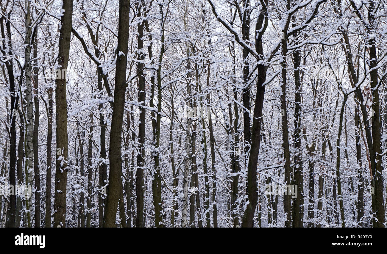 winter forest with dark trees Stock Photo - Alamy
