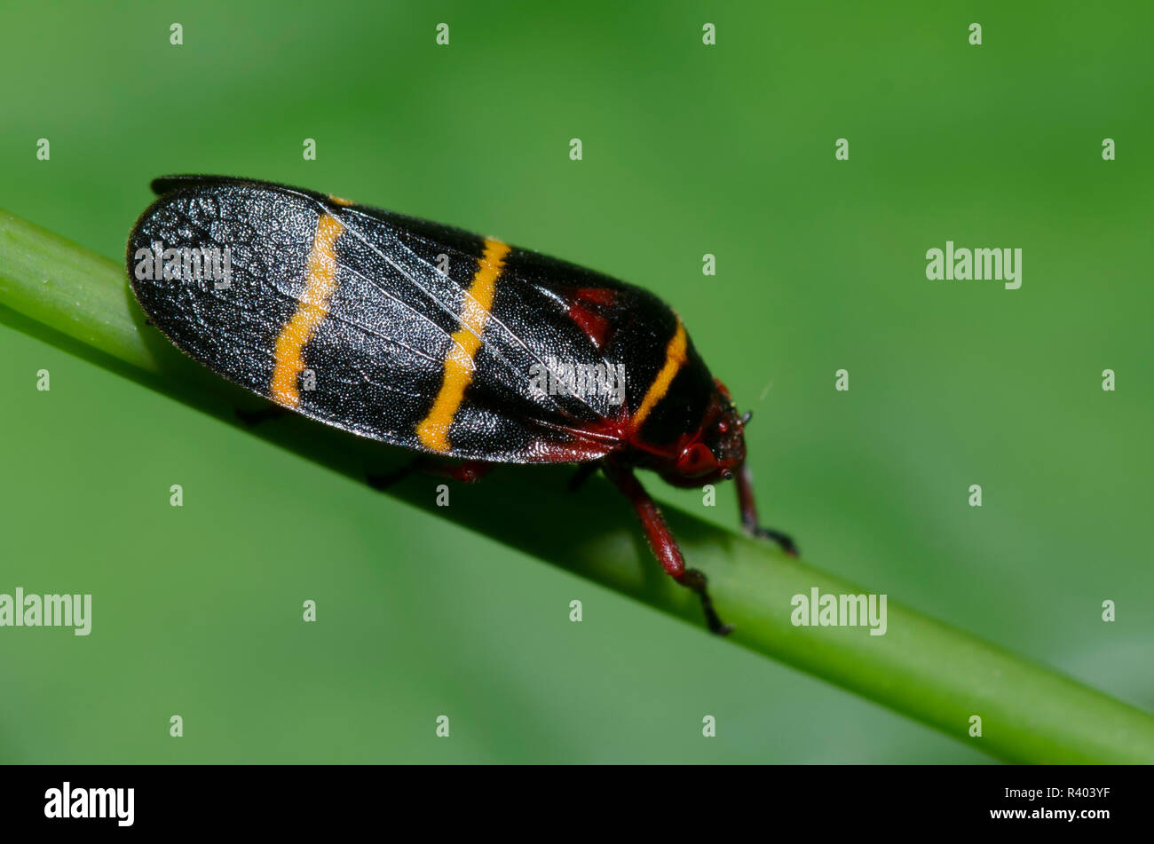 Two lined spittlebug prosapia bicincta hi-res stock photography and ...