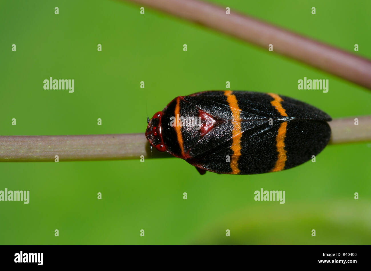 Two-lined Spittlebug, Prosapia bicincta Stock Photo - Alamy