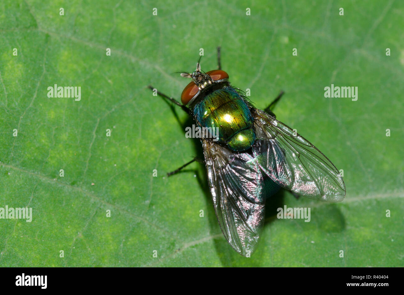 Lucilia sp hi-res stock photography and images - Alamy