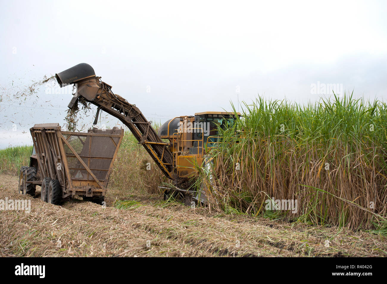 Sugarcane Harvest High Resolution Stock Photography and Images - Alamy
