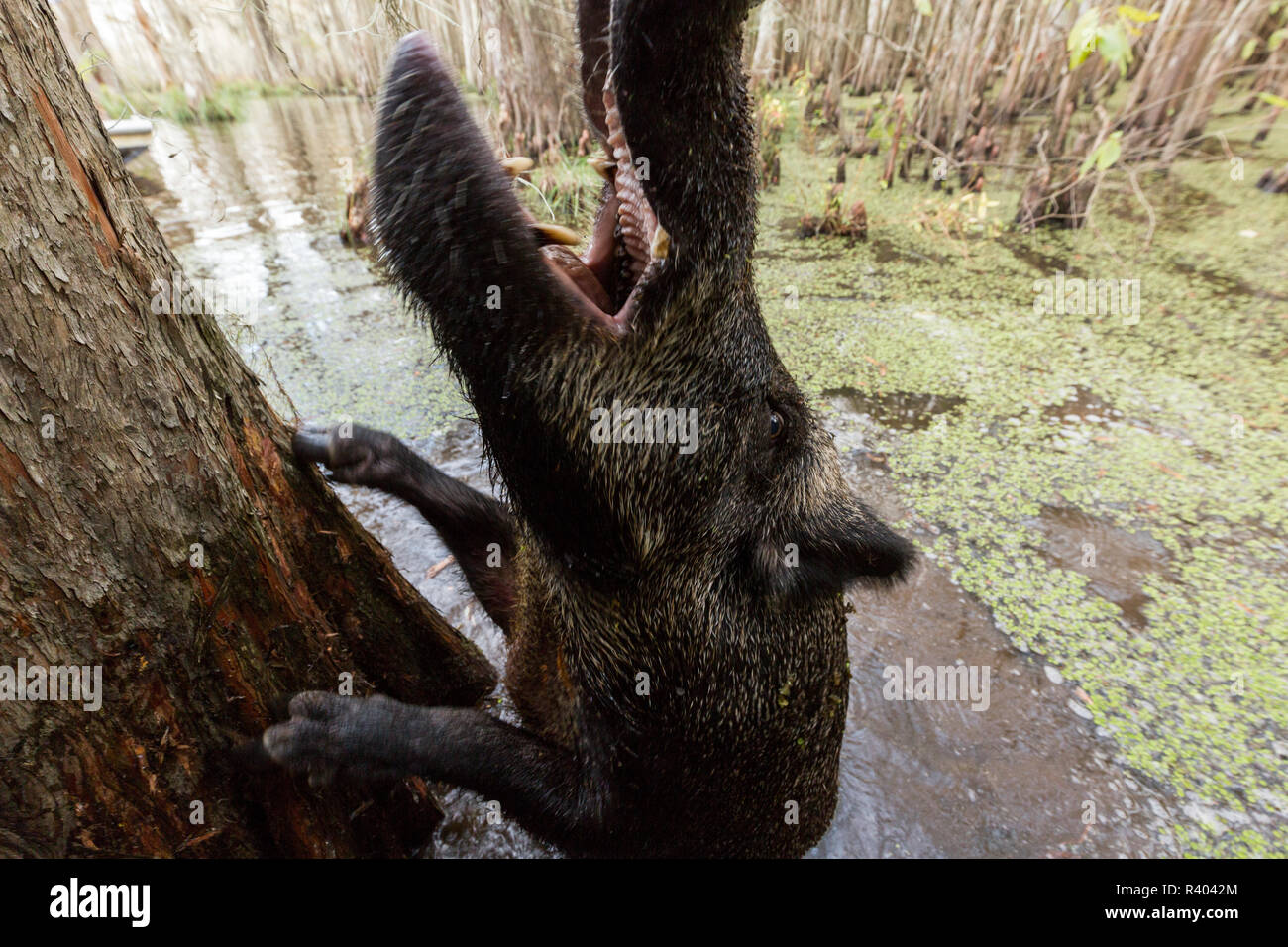 Feral pig louisiana hi-res stock photography and images - Alamy