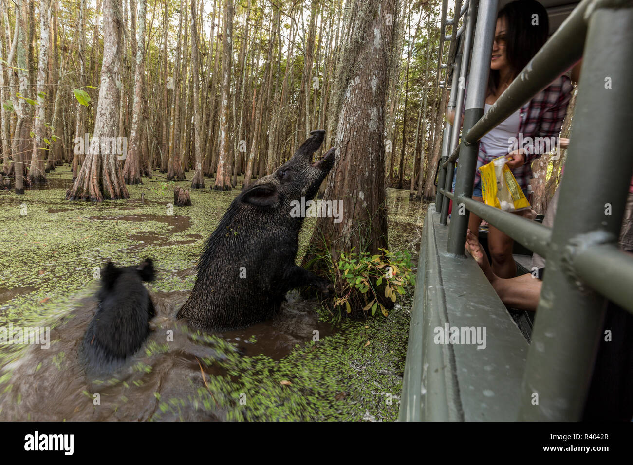 Feral pig swims in a Louisiana swamp and hugs a cypress tree while ...