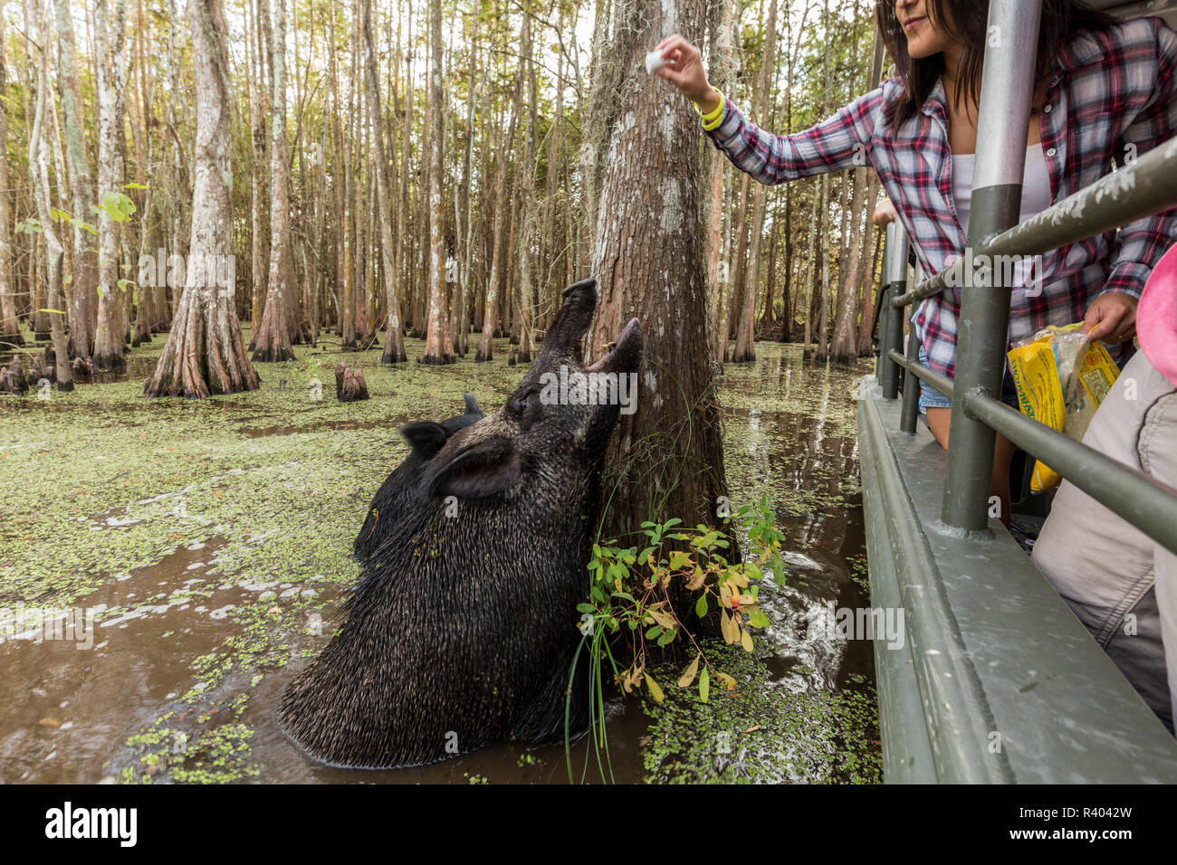 Feral pigs hi-res stock photography and images - Alamy