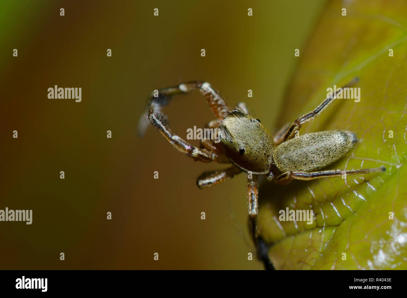 Reeling silk hi-res stock photography and images - Alamy