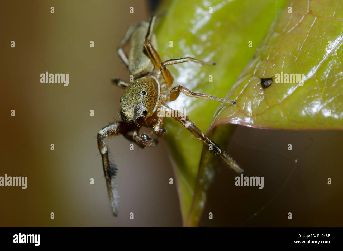 Jumping Spider, Tutelina sp., male Stock Photo - Alamy