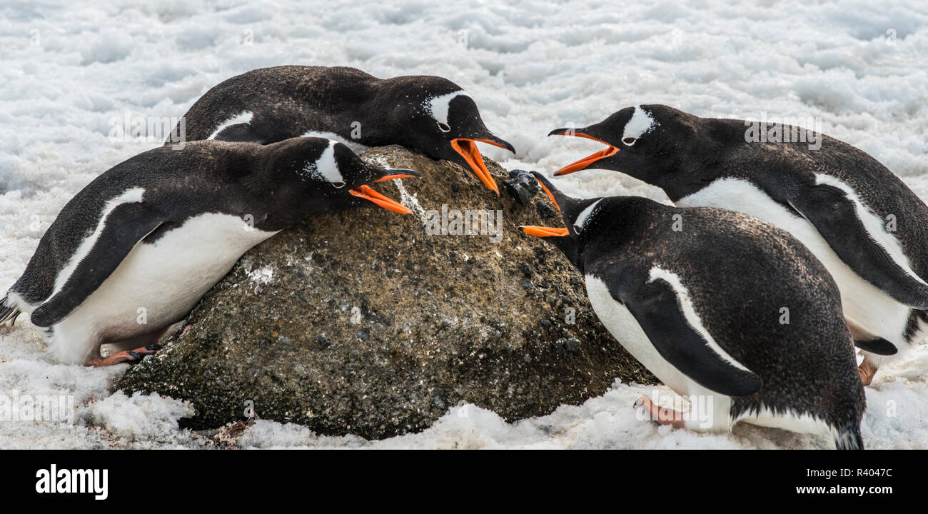 Antarctic, penguins arguing Stock Photo - Alamy