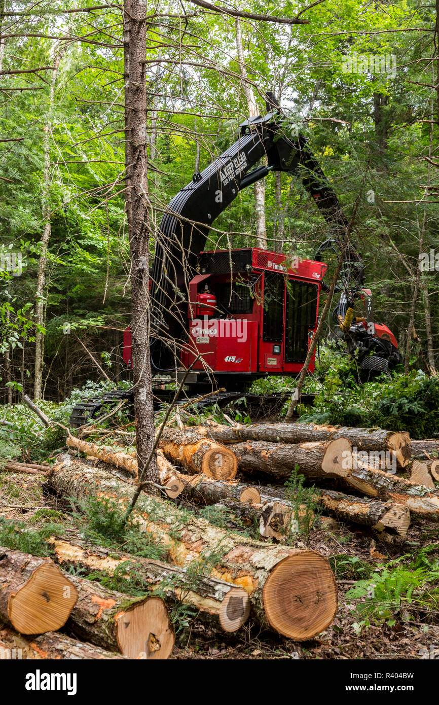 Valmet log processor harvesting trees, Reed Plantation, Reed, Maine ...
