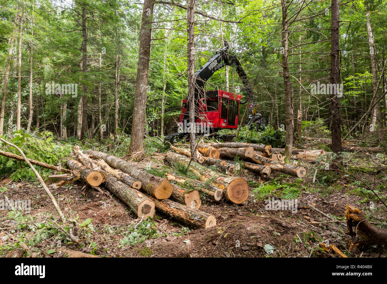 Valmet log processor harvesting trees, Reed Plantation, Reed, Maine ...