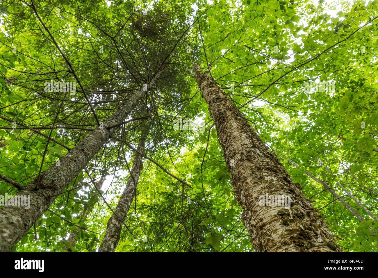 Weston woods hi-res stock photography and images - Alamy