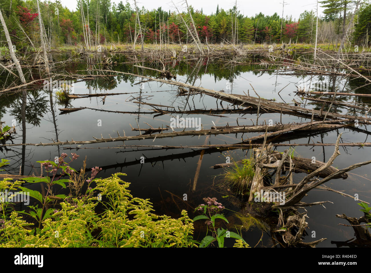 Reed plantation hi-res stock photography and images - Alamy