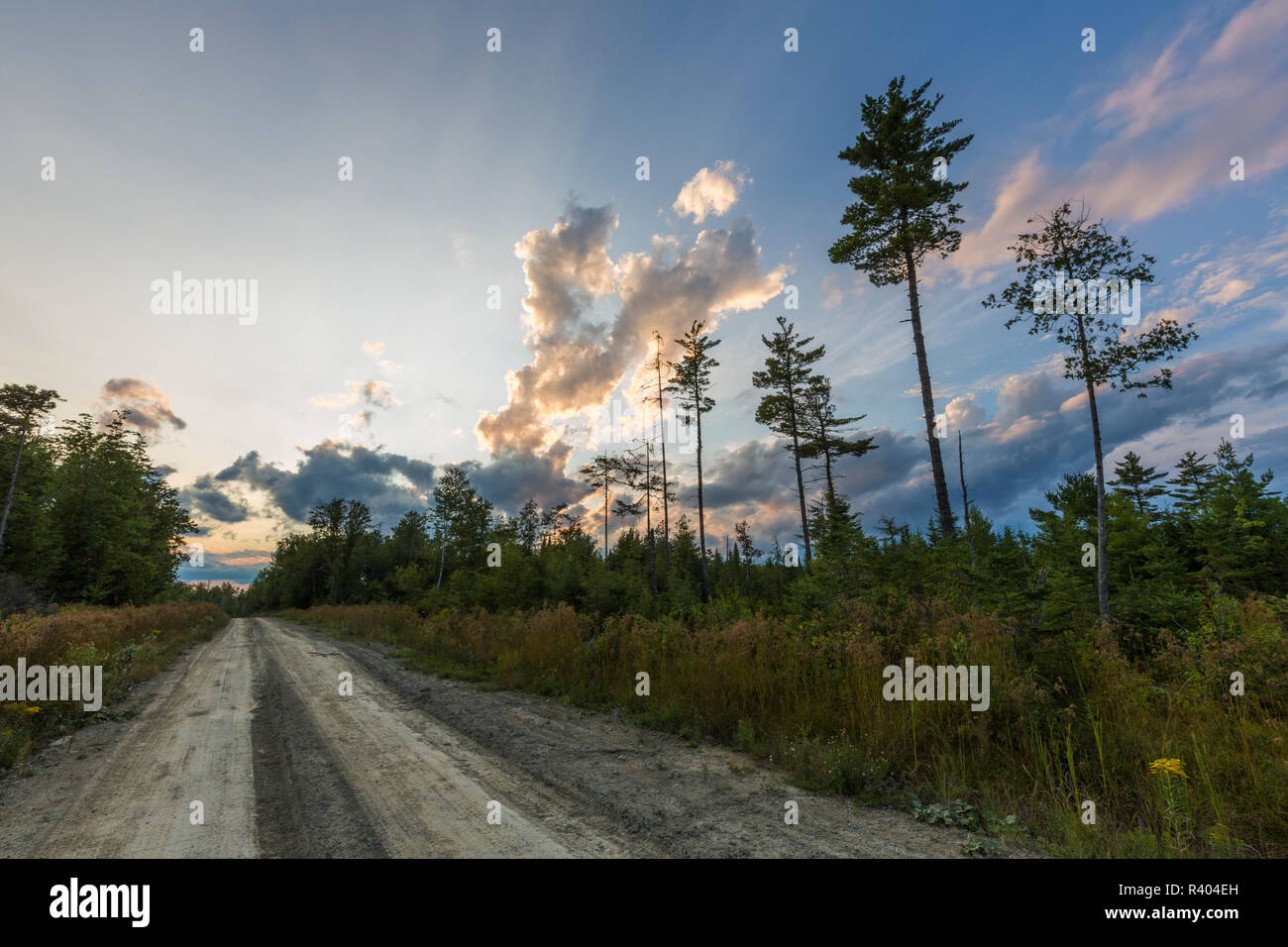 Logging road Reed Plantation, Reed, Maine Stock Photo - Alamy