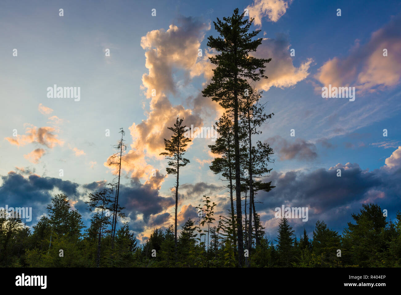 White pines at sunset Reed Plantation, Reed, Maine Stock Photo - Alamy