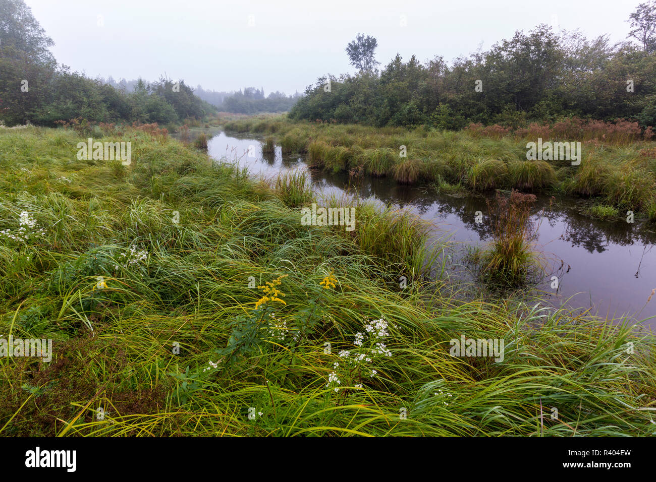 Wetlands Reed Plantation, Reed, Maine Stock Photo - Alamy