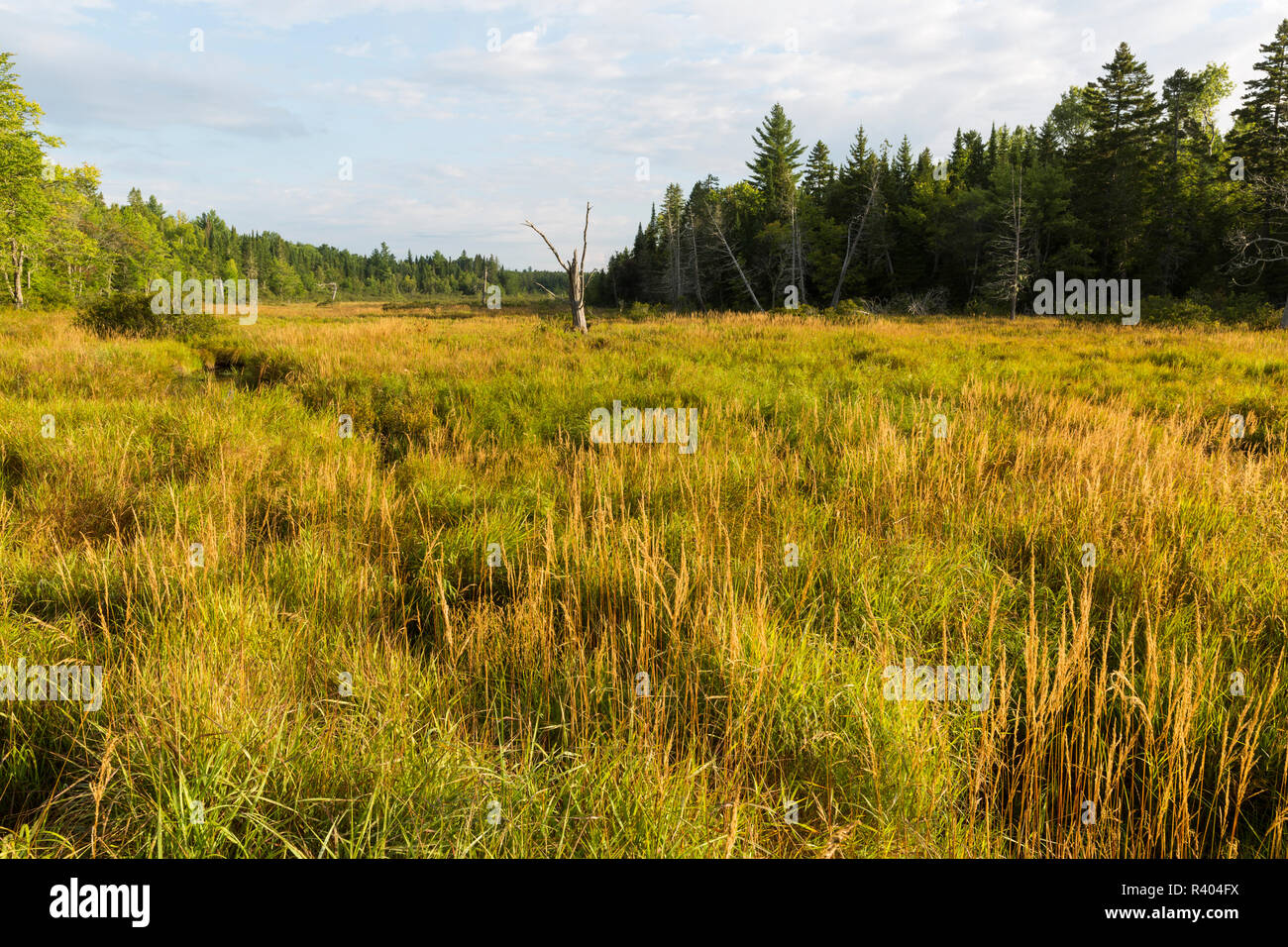 Wetlands Reed Plantation, Reed, Maine Stock Photo - Alamy