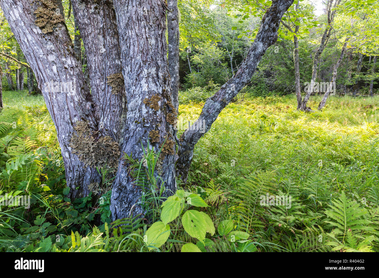 Lichen covered maple trees in a flood plain along Wytipitlock Stream ...