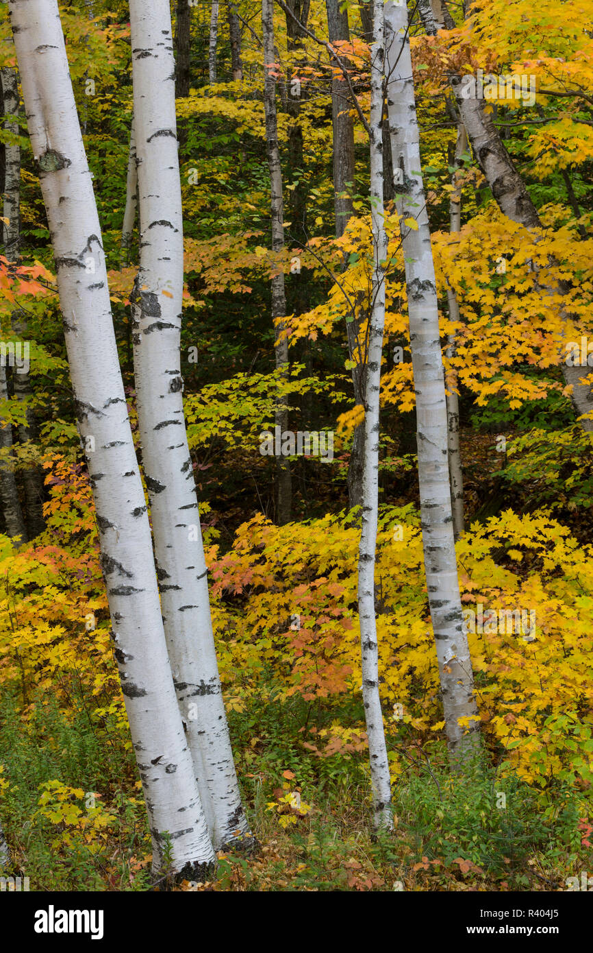 Paper birch trees, Betula papyrifera, in fall in Grafton Notch State ...