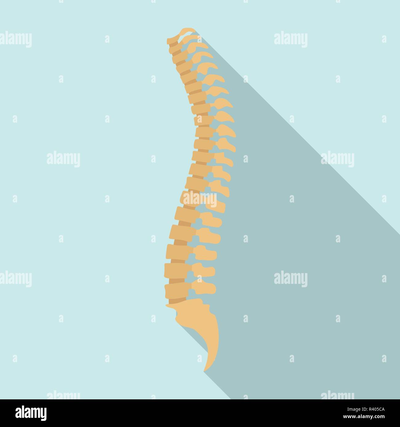 Vertebrae medical medicine anatomy anatomical Stock Vector Images - Alamy