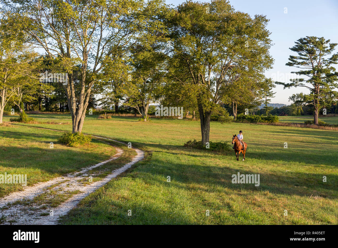 Mr freedom horse hi-res stock photography and images - Alamy