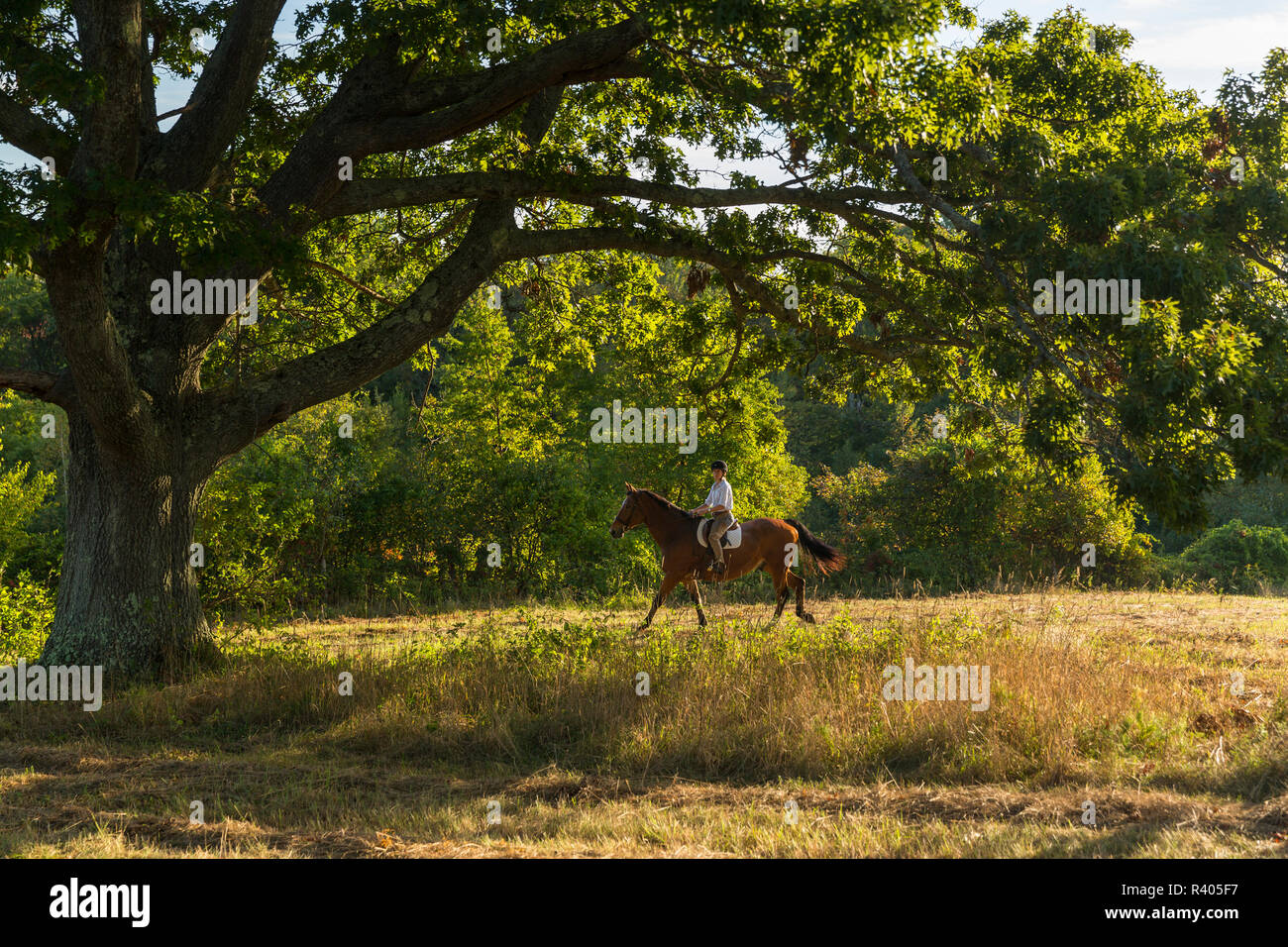 Mr freedom horse hi-res stock photography and images - Alamy