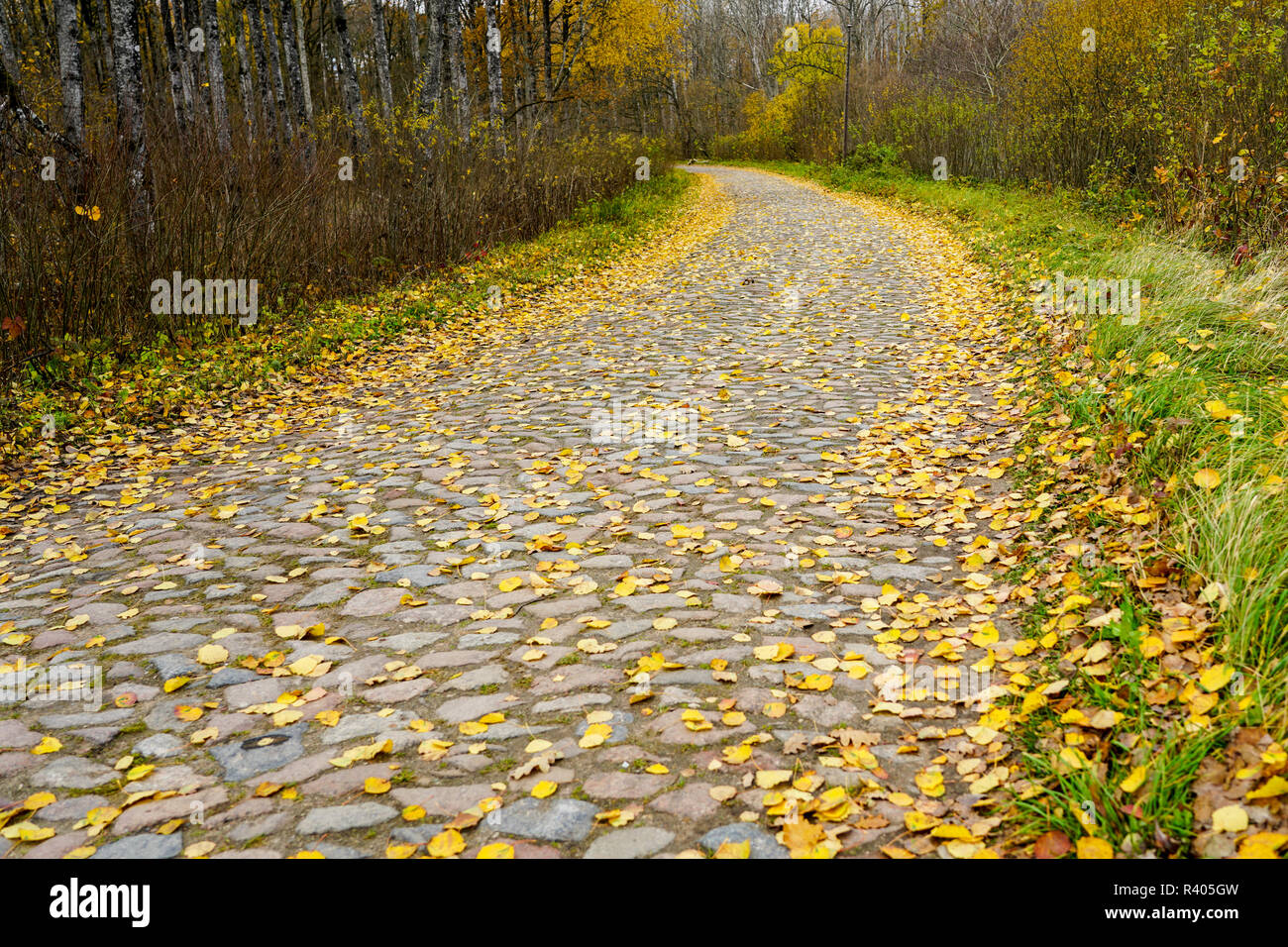 Curved Leaves High Resolution Stock Photography and Images - Alamy