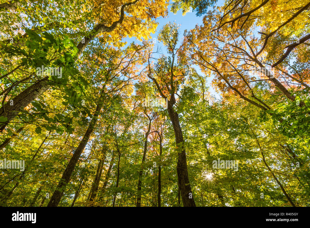 Fall in a forest in Amesbury, Massachusetts Stock Photo - Alamy