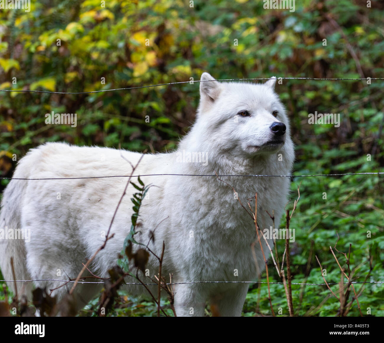 Washington wolves wild hi-res stock photography and images - Alamy