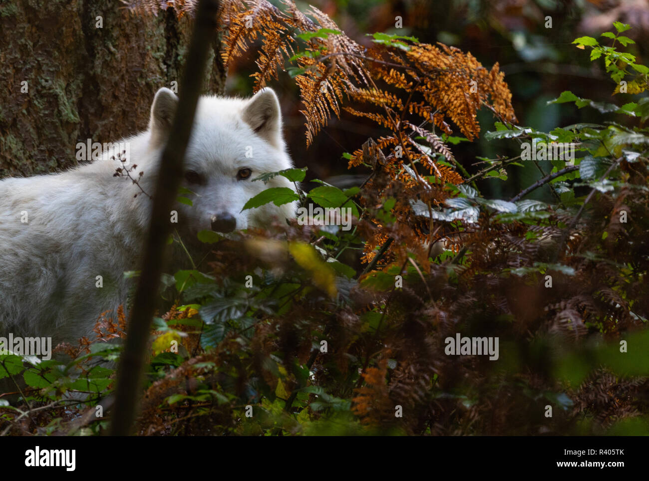 Grey wolf at Northwest Trek park, Eatonville, Washington Stock Photo ...