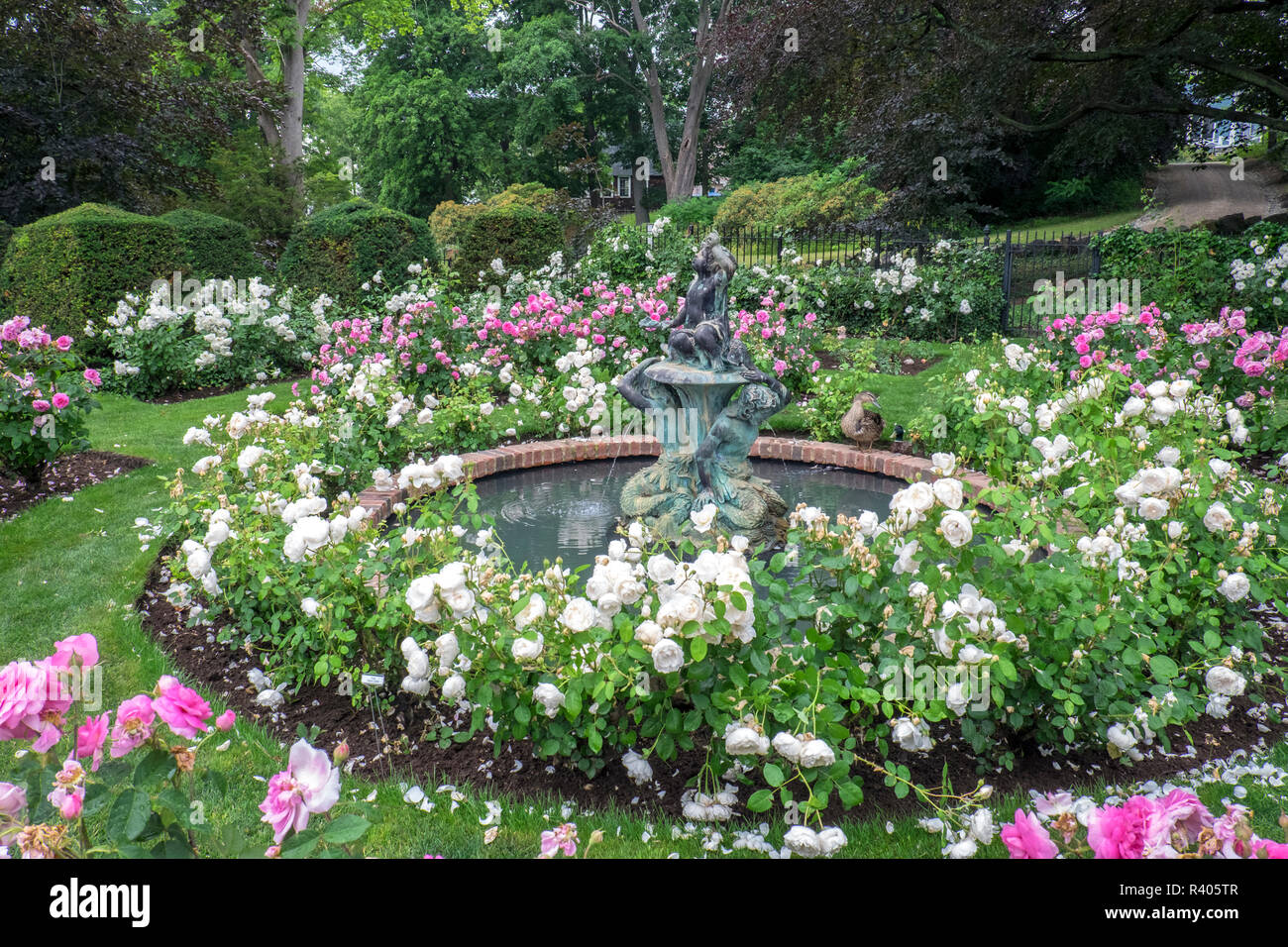 Private Rose Garden, Marblehead, Massachusetts, Usa Stock Photo - Alamy