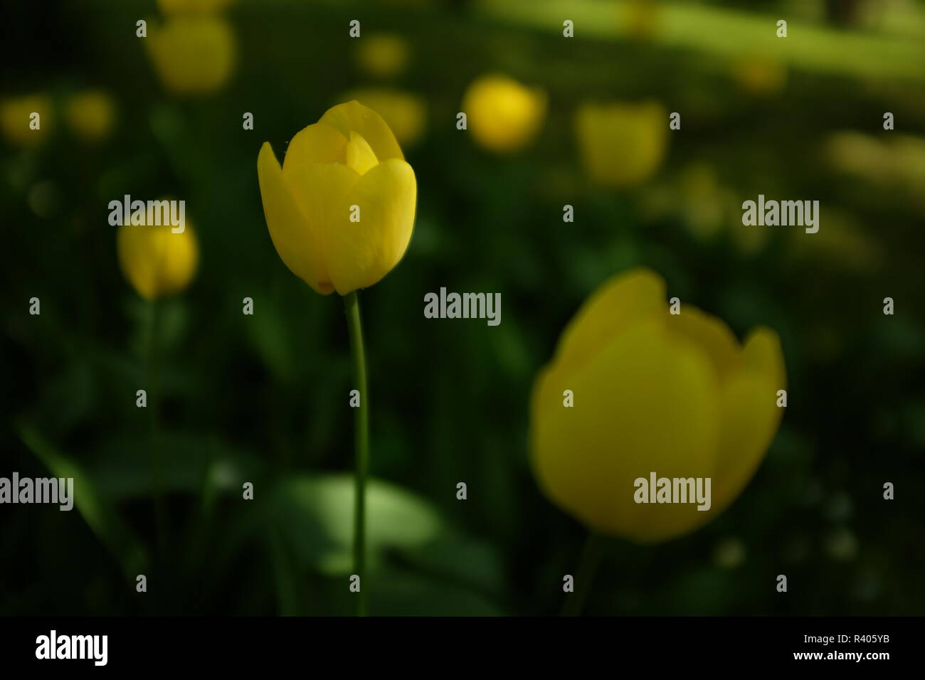 Spring background with beautiful yellow tulips in the garden Stock ...