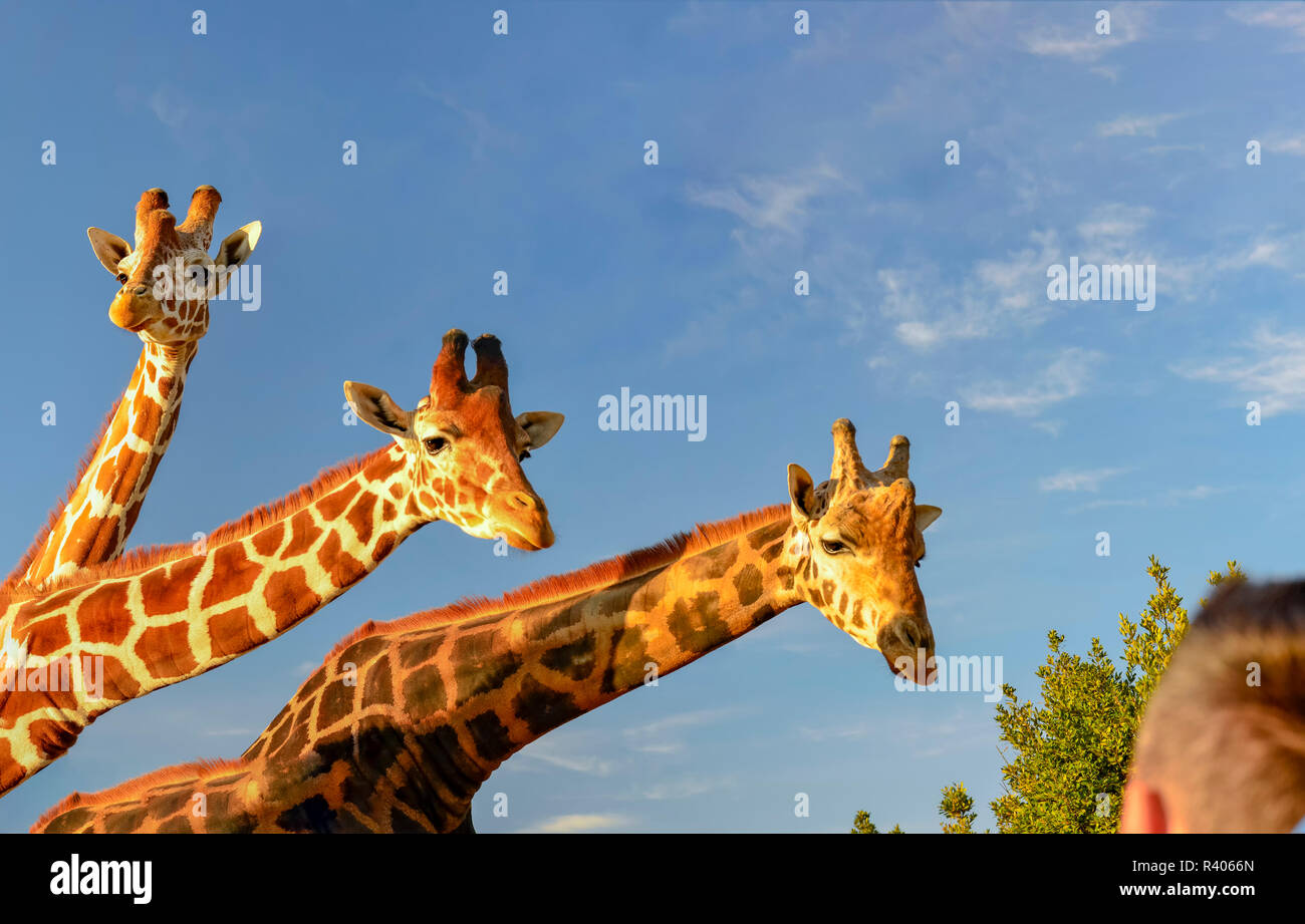 A Walk in Zoo Stock Photo - Alamy