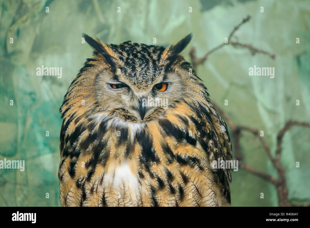 Winking wildlife hi-res stock photography and images - Alamy