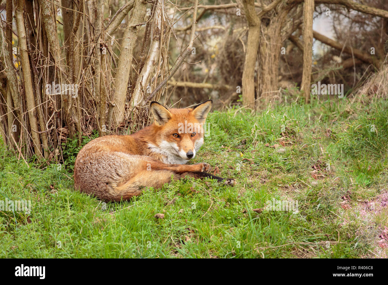 Taking close look nature hi-res stock photography and images - Alamy